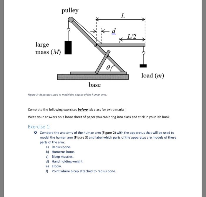 Solved Physics of the Human Arm If you have ever done bicep | Chegg.com