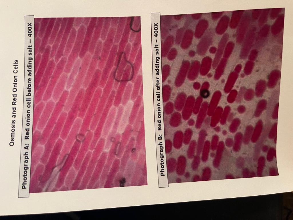 Dehydrated Red Onion Cell