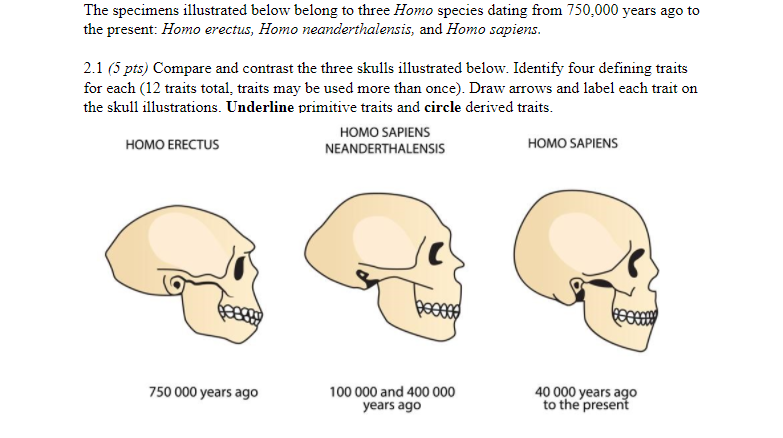 The specimens illustrated below belong to three Homo | Chegg.com