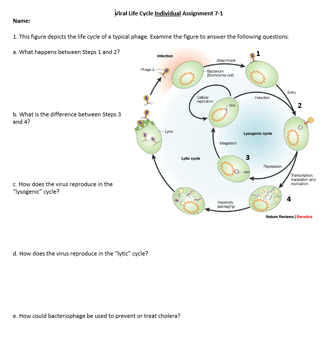 Solved Viral Life Cycle Individual Assignment 7-1 Name: 1. | Chegg.com