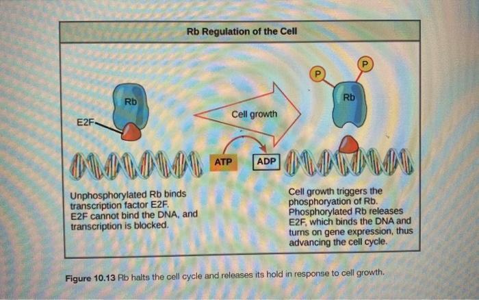 Solved Rb Regulation of the Cell Rb RD Cell growth E2F- MA | Chegg.com