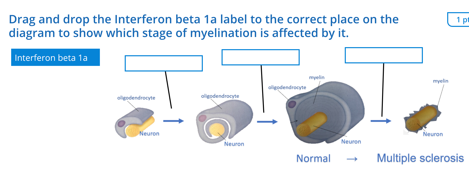 Solved 1 pt Drag and drop the Interferon beta 1a label to | Chegg.com