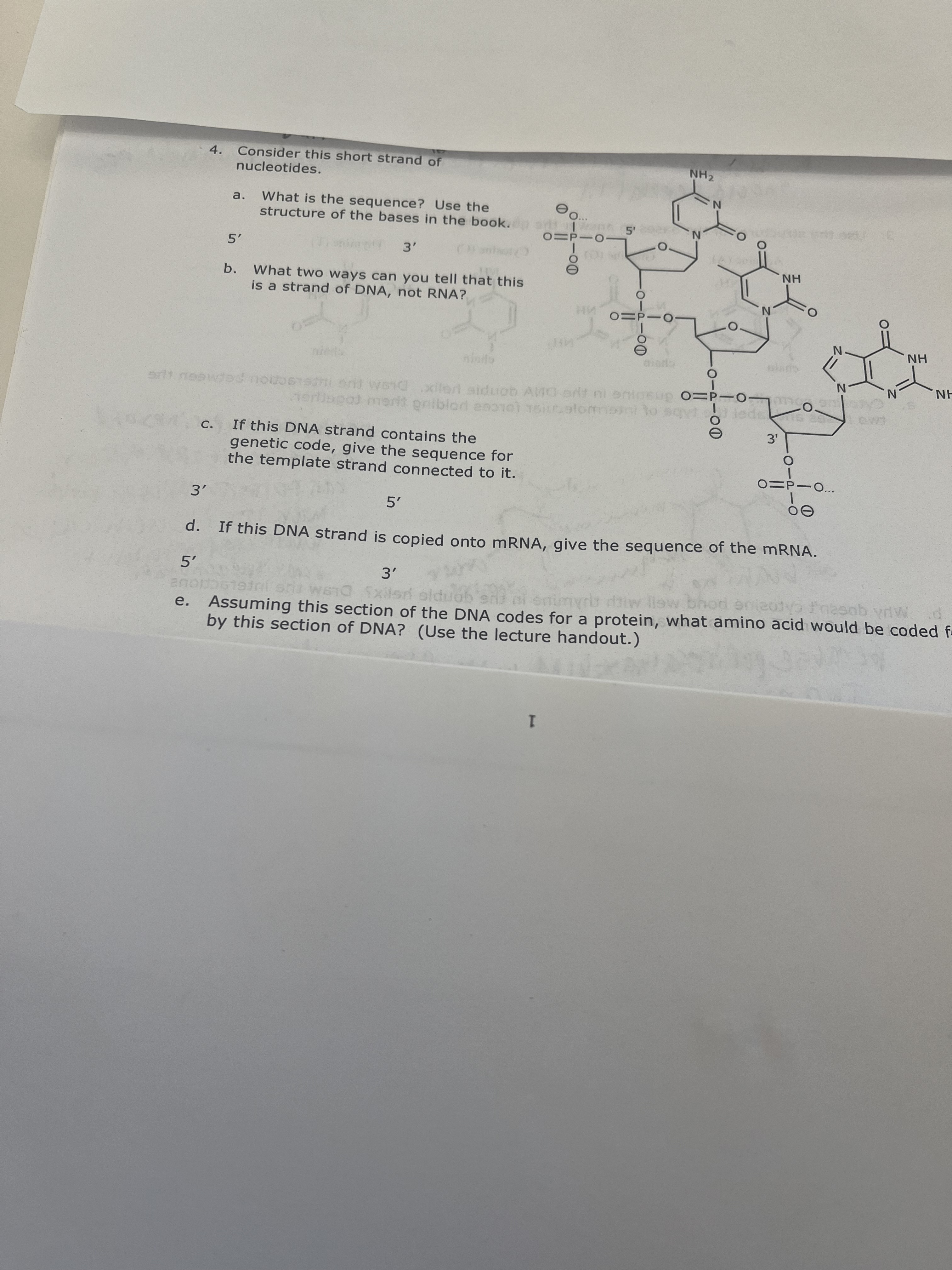 Solved 4. ﻿Consider this short strand of nucleotides.a. | Chegg.com