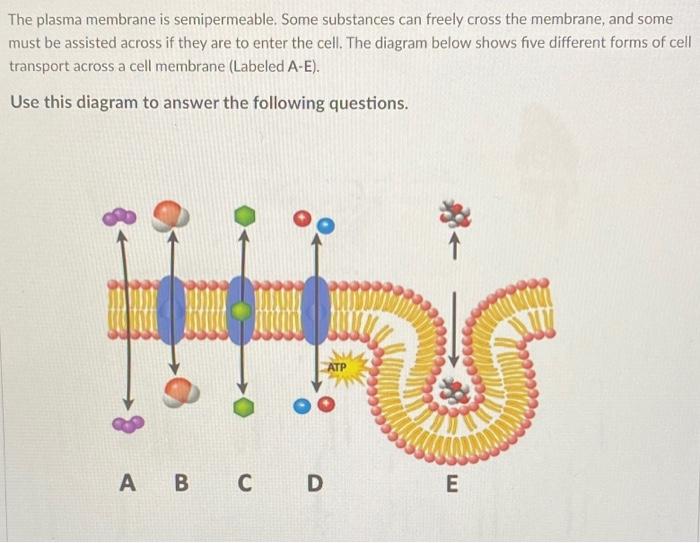 Solved 1.Which of the forms of cell transport represent | Chegg.com