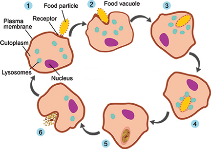 Solved 6. Animals must digest food once it's consumed. The | Chegg.com