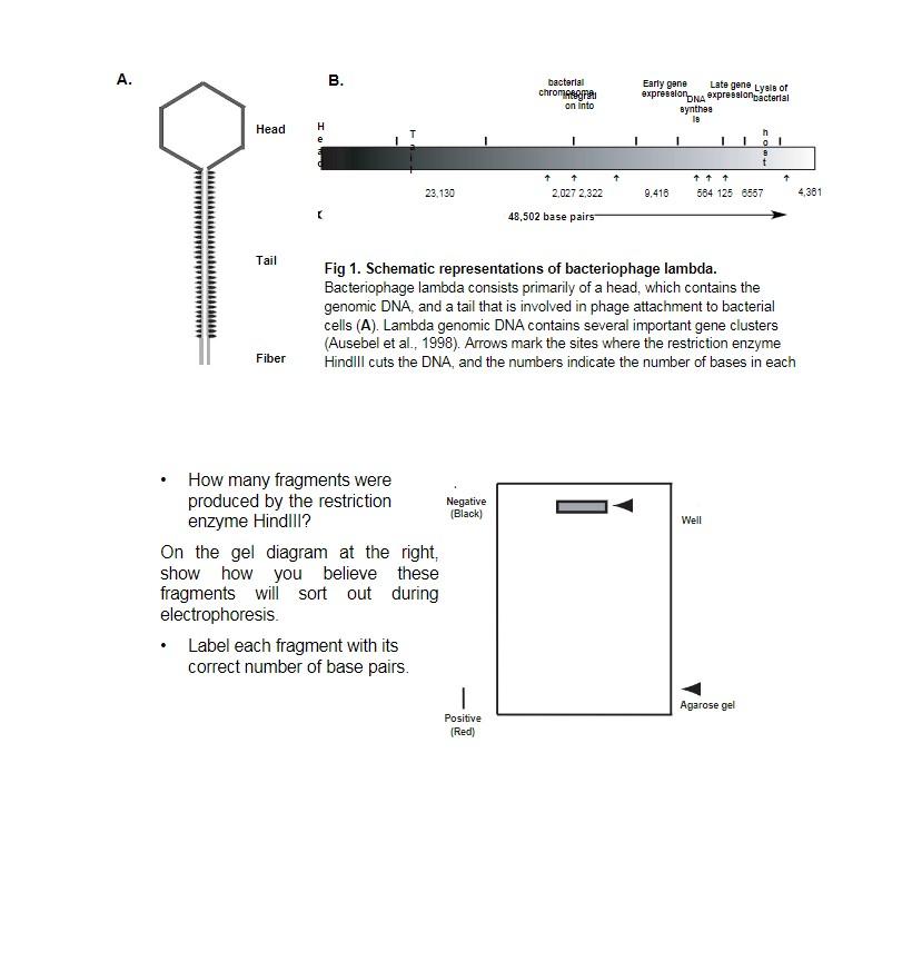 Consideration 2. How Can Fragments of DNA Be | Chegg.com