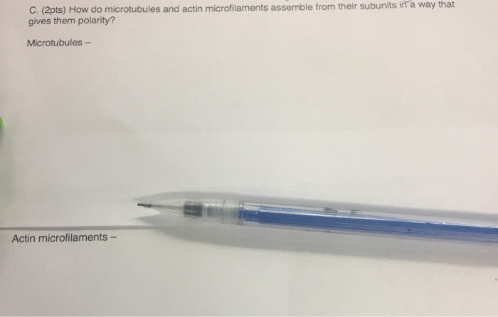 Solved C. (2pts) How do microtubules and actin | Chegg.com
