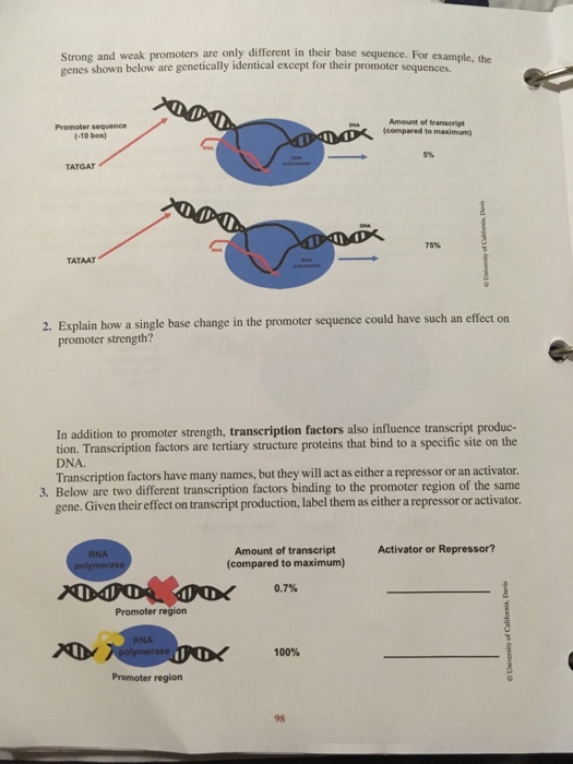 Solved Strong and weak promoters are only different in their | Chegg.com