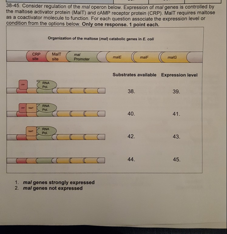 Solved 38-45. Consider regulation of the mal operon below. | Chegg.com