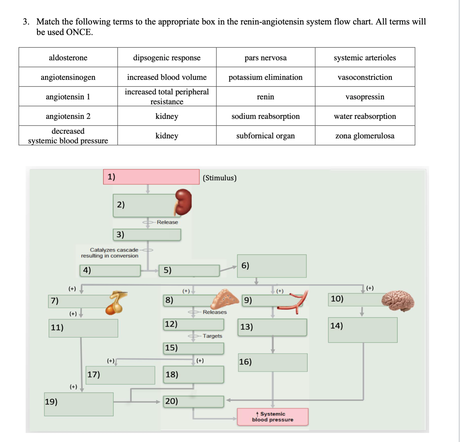 Solved 3. Match the following terms to the appropriate box | Chegg.com