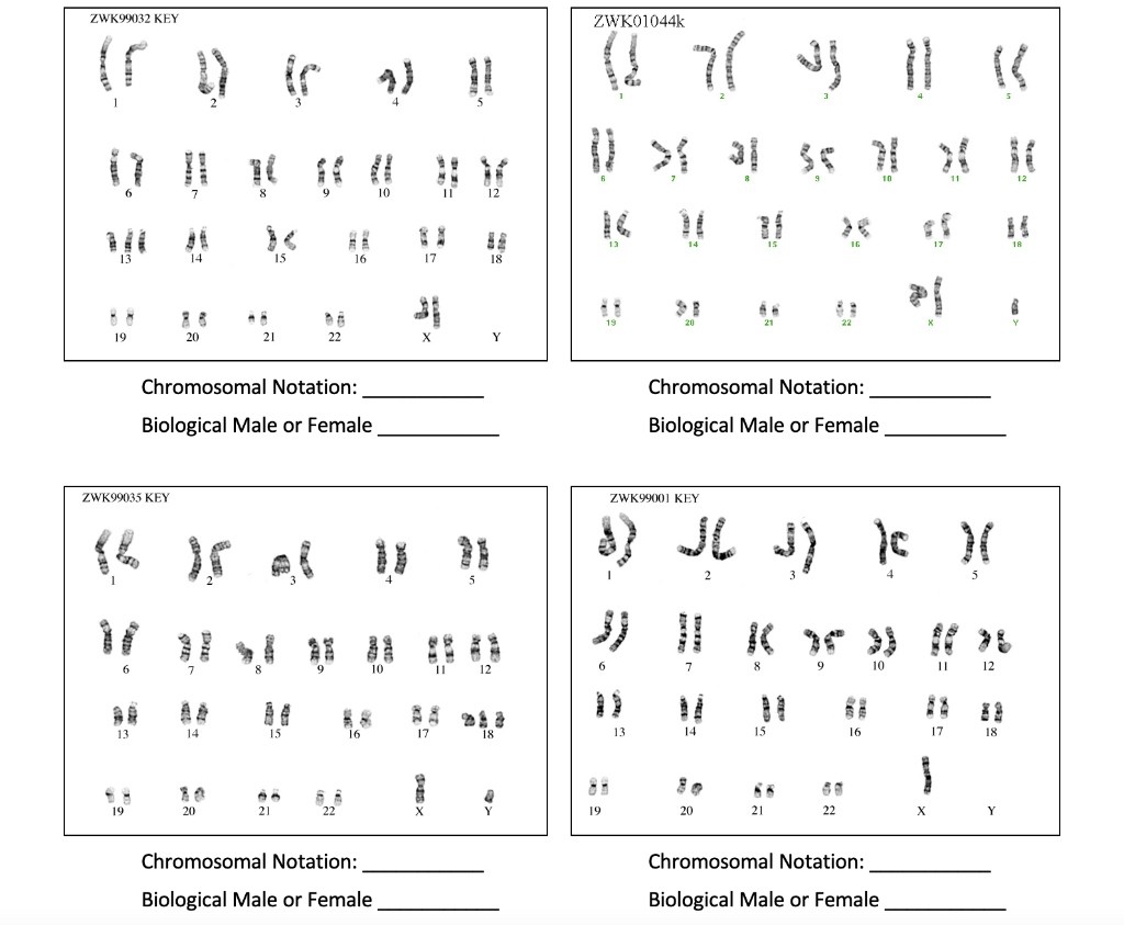 Solved For each picture write the chromosomal notation and | Chegg.com
