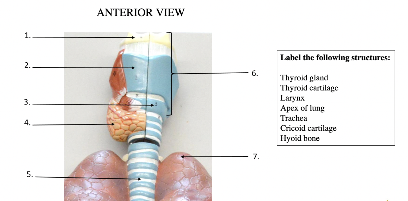 Solved Lateral View \begin{tabular}{|l|} \hline Label the | Chegg.com