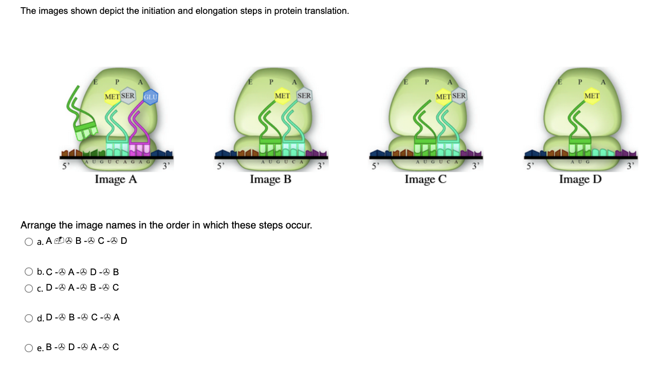 Solved The images shown depict the initiation and elongation | Chegg.com