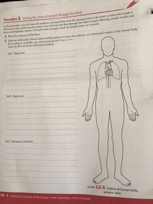 Solved Procedure 2 Tracing the Flow of Lymph through the | Chegg.com