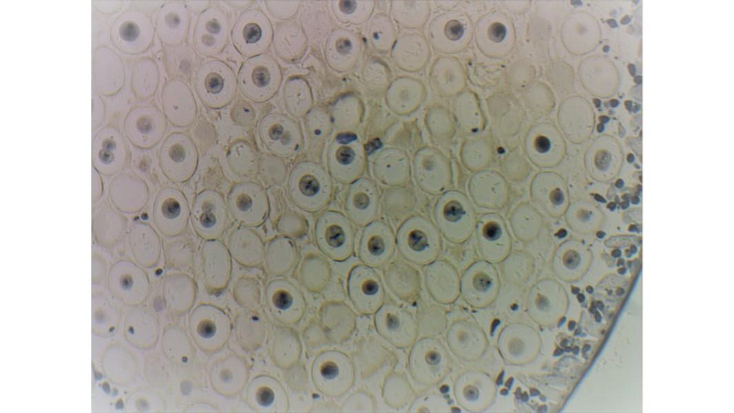 Solved Please help me to identify the following: Onion root | Chegg.com