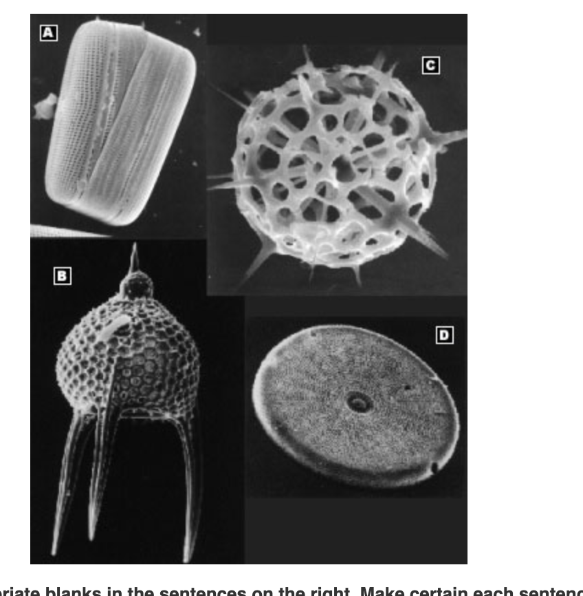 Solved Triate blanks in the sentences on the right Make | Chegg.com
