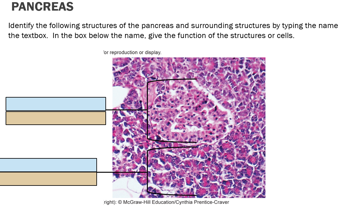 Solved PANCREASIdentify the following structures of the | Chegg.com