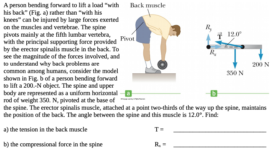 Solved A person bending forward to lift a load "with Back | Chegg.com