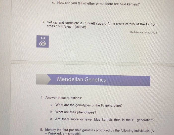 Solved Experiment 1: Punnett Square Crosses In this | Chegg.com Solved Experiment 1: Punnett Square Crosses In this | Chegg.com