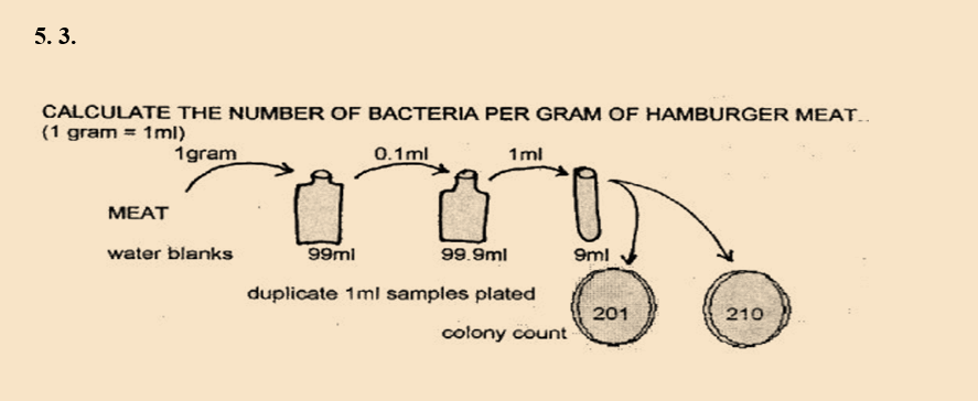 Solved 5.3. CALCULATE THE NUMBER OF BACTERIA PER GRAM OF | Chegg.com