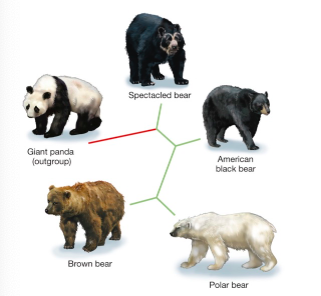 Solved 1. This is an unrooted cladogram of several | Chegg.com