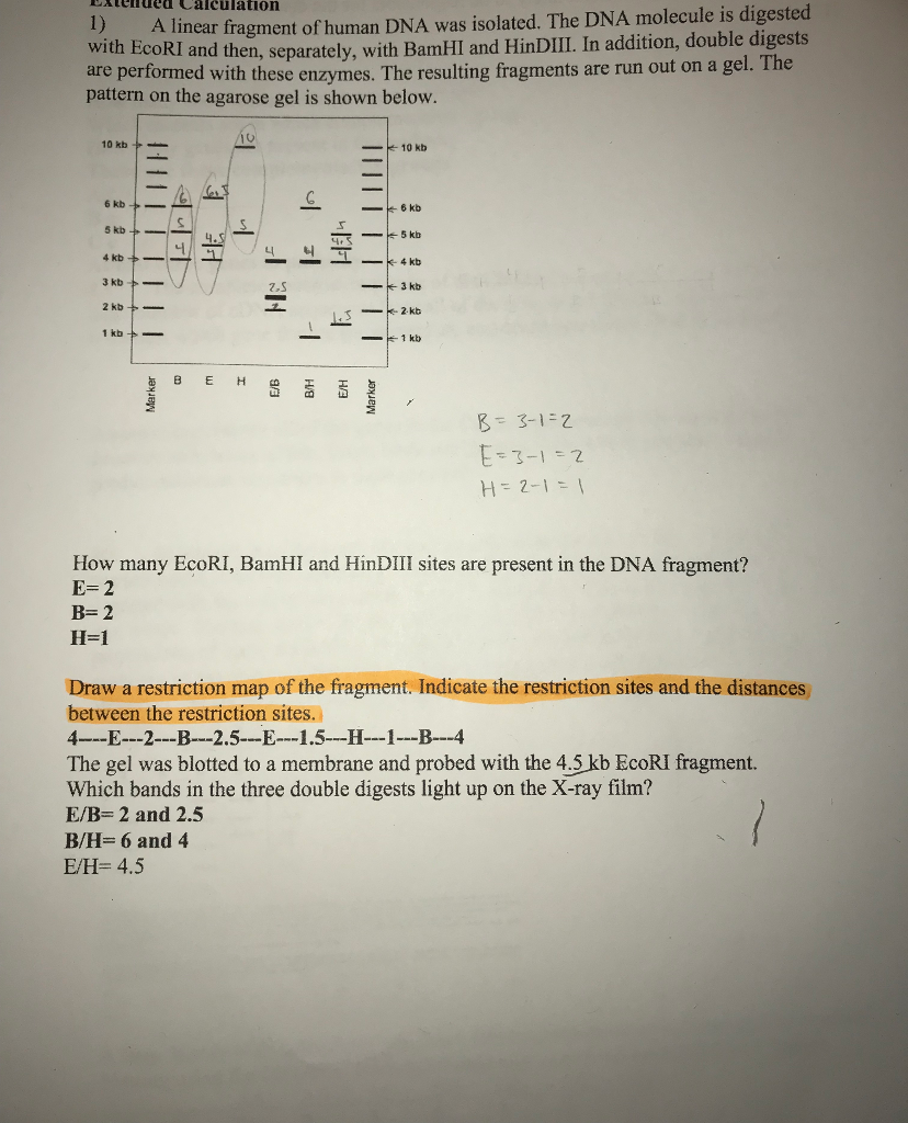 Solved Genetics: please show your work leading to the | Chegg.com