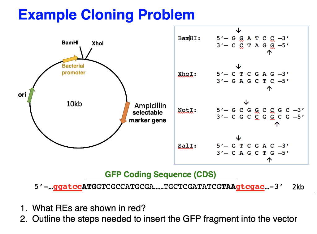 Solved Example Cloning Problem 5′−… | Chegg.com