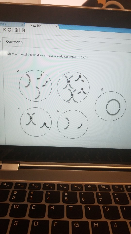 Solved nvas x New Tab Question 5 Which of the cells in the | Chegg.com