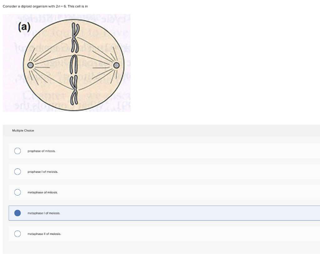 Solved Consider a diploid organism with 2n=6. This cell is | Chegg.com