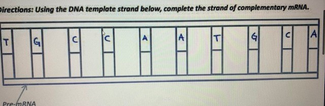 Solved irections: Using the DNA template strand below, | Chegg.com