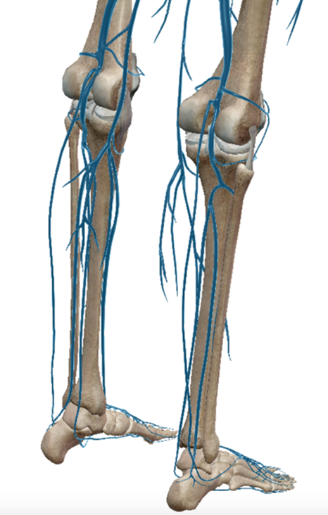 Solved Label the veins of the lower leg. Identify: left | Chegg.com