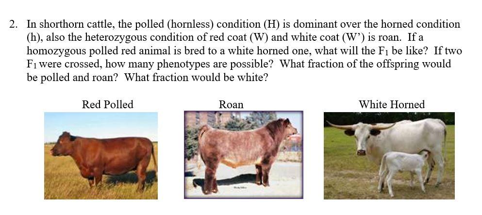 Polled Shorthorn Cattle