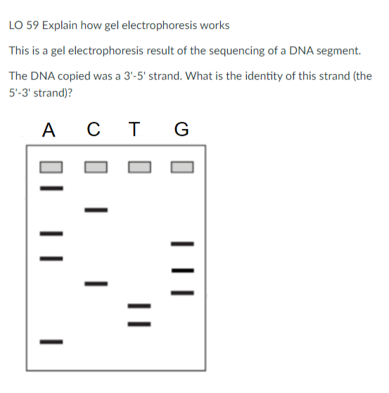 Solved LO 59 Explain how gel electrophoresis works This is a | Chegg.com