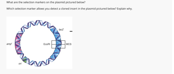 Solved What are the selection markers on the plasmid | Chegg.com