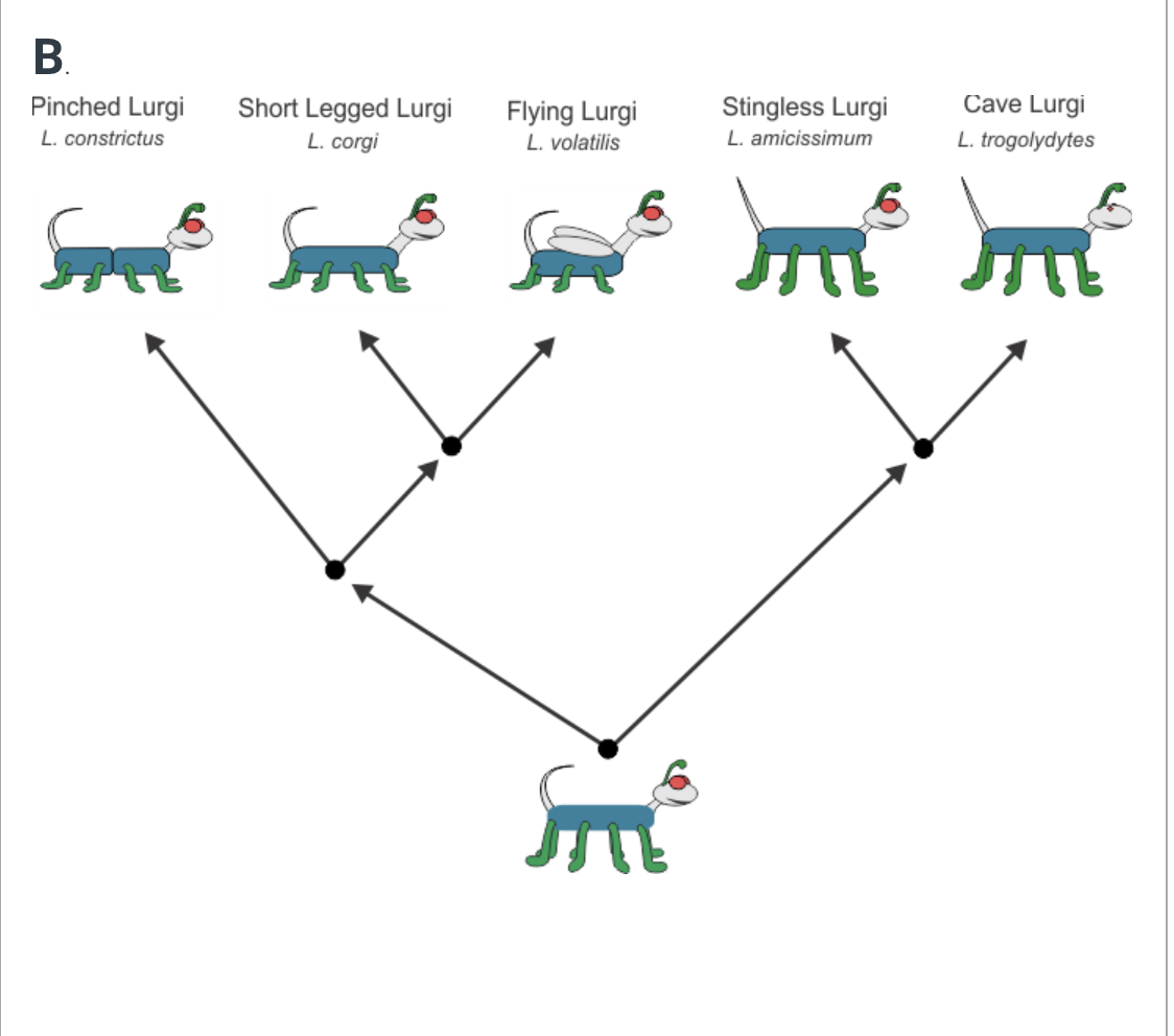Solved C. Flying Lurgi Short Legged Lurgi Pinched Lurgi | Chegg.com