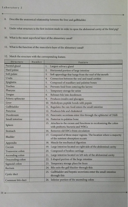 Solved Laboratory2 8. Describe the anatomical relationship | Chegg.com