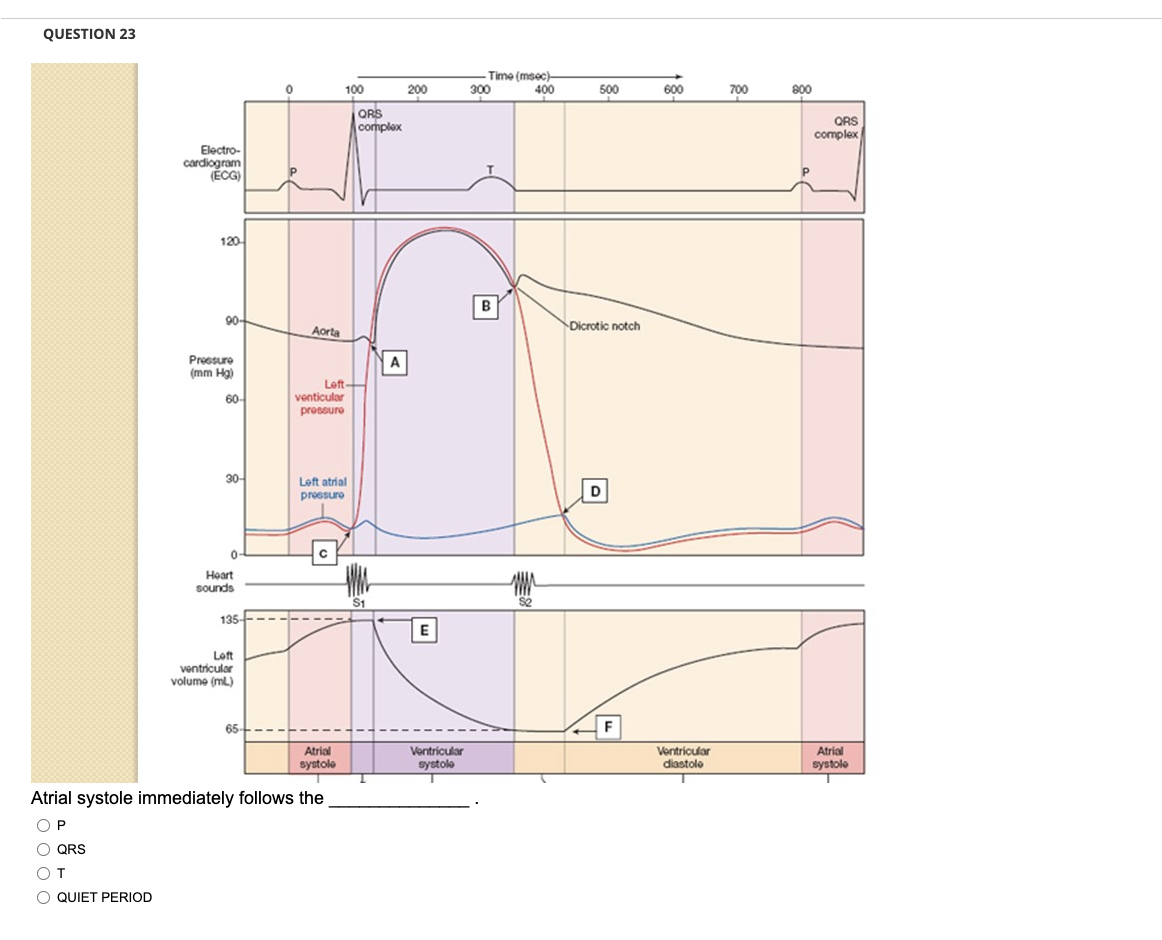 Solved Atrial systole in P QRS T QUIET PERIOD | Chegg.com