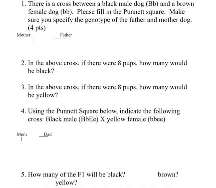 Solved 1. There is a cross between a black male dog (Bb) and | Chegg.com