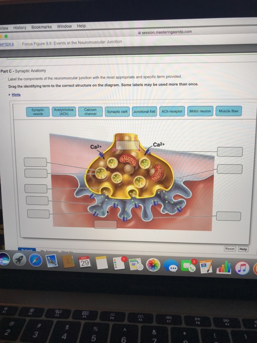 Solved iew History Bookmarks Window Help APTER Focus Figure | Chegg.com