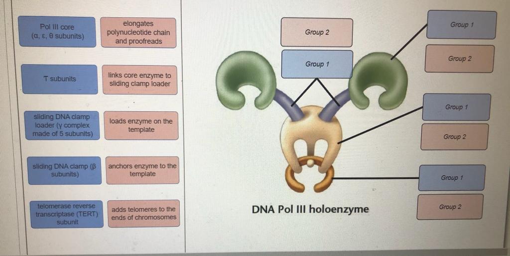 The active form of DNA Pol III, referred to as the | Chegg.com