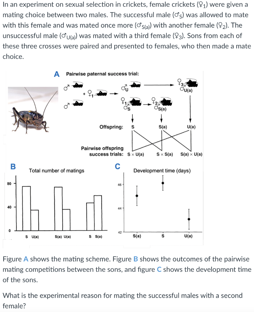 In an experiment on sexual selection in crickets, | Chegg.com