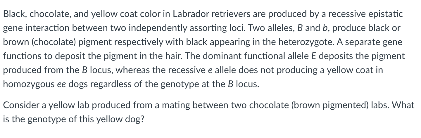 Solved Black, chocolate, and yellow coat color in Labrador | Chegg.com