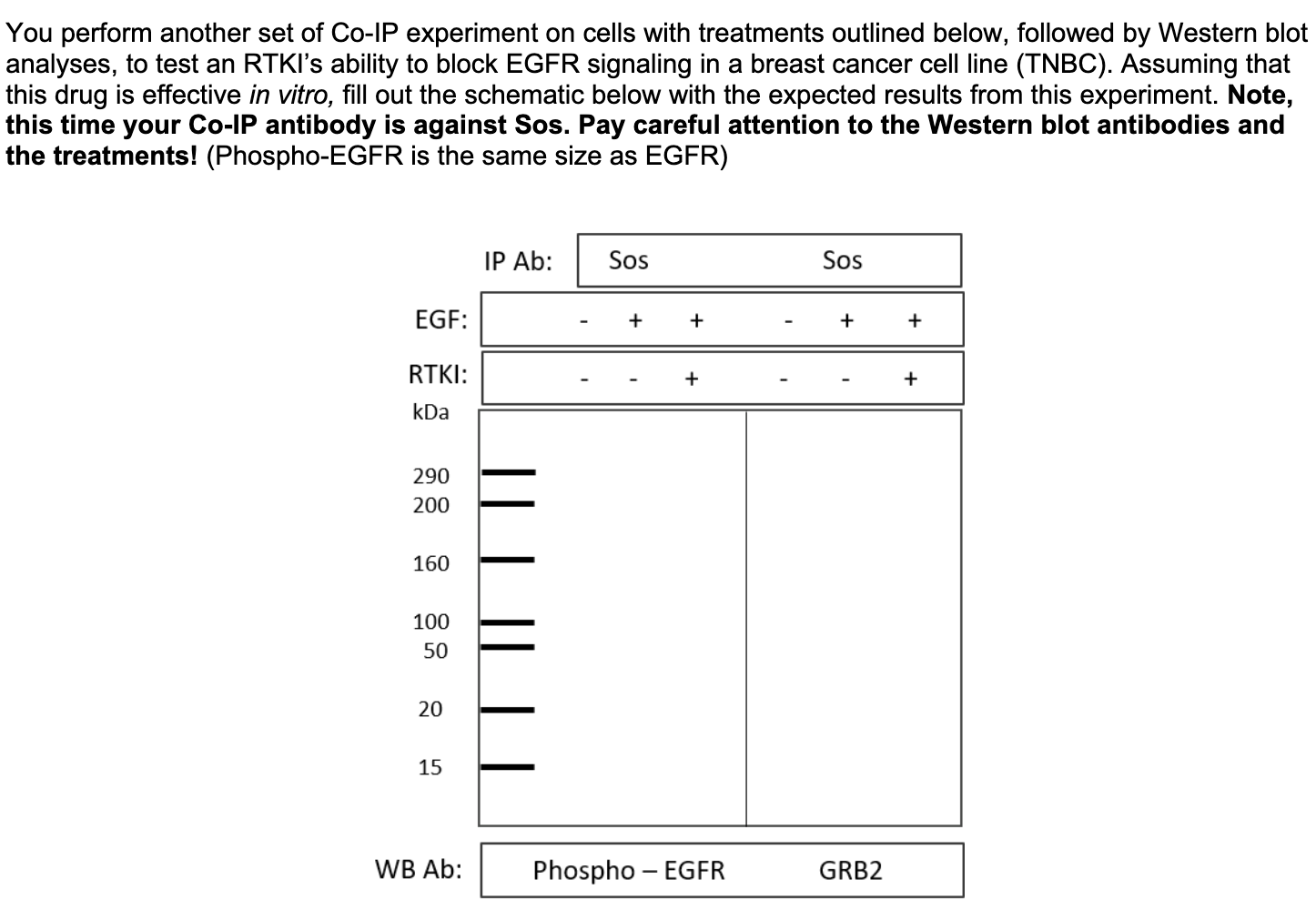 Solved You perform another set of Co-IP experiment on cells | Chegg.com