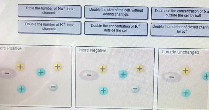 Triple the number of Na+ leak channels Decrease the | Chegg.com