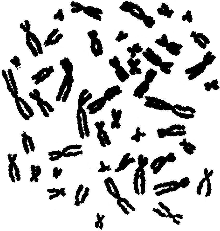 Solved Group homologous chromosomes and put them on a human | Chegg.com