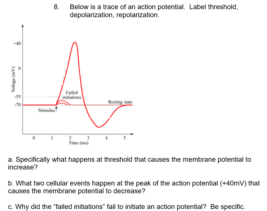 Solved 8. Below is a trace of an action potential. Label | Chegg.com