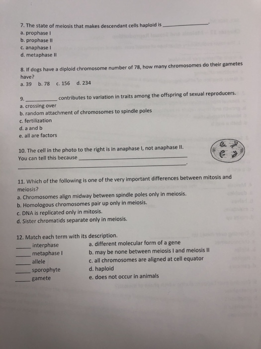 Solved BIOL 1406 ws Chapter 12- Meiosis and Sexual | Chegg.com
