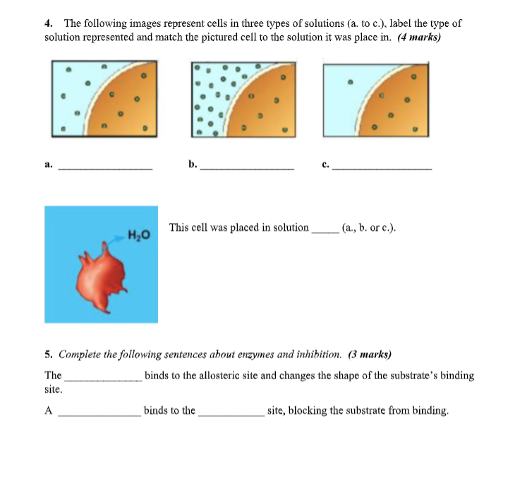 Solved 4. The following images represent cells in three | Chegg.com