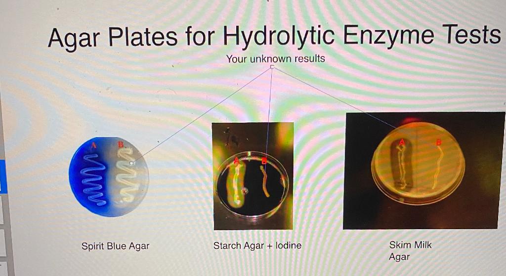 Solved MR-VP Tubes Methyl Red Test Results Voges-Proskauer | Chegg.com