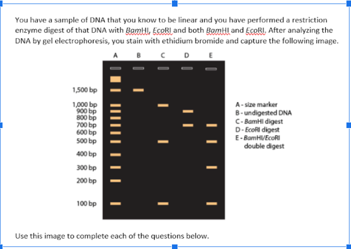 Solved You have a sample of DNA that you know to be linear | Chegg.com